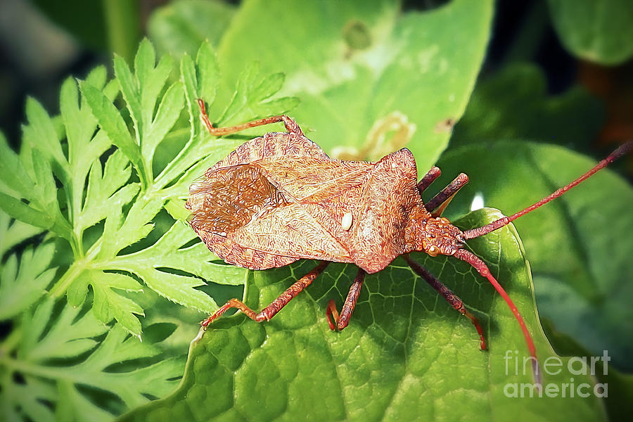 Coreus marginatus Dock Bug Insect Photograph by Frank Ramspott - Fine ...