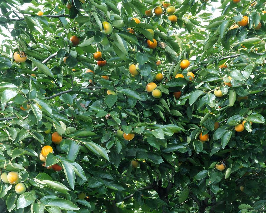 Fruit Digital Art by Celestina Paul - Fine Art America