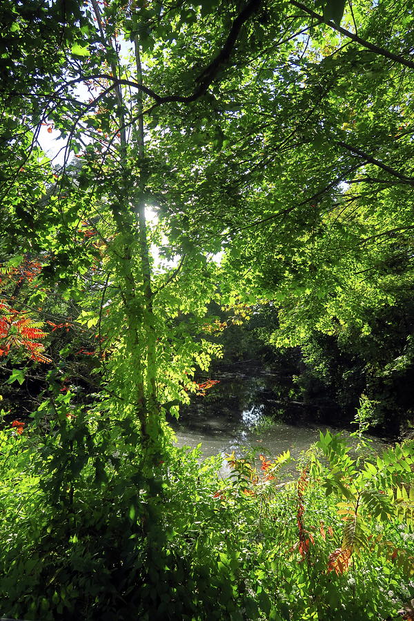 Raven Pond, Stratford CT Photograph by Thomas Henthorn | Fine Art America