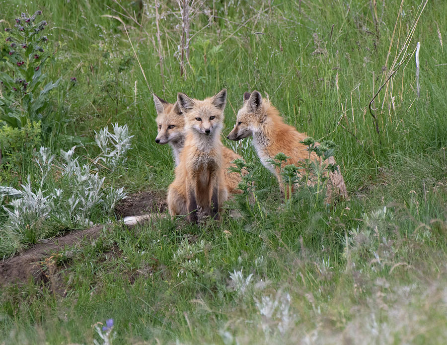 Red Fox #7 Photograph by Karen Herzig - Fine Art America