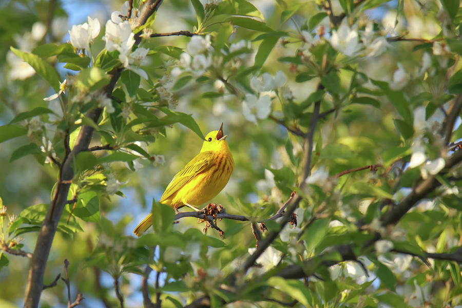 Yellow Warbler Photograph by Brook Burling - Fine Art America