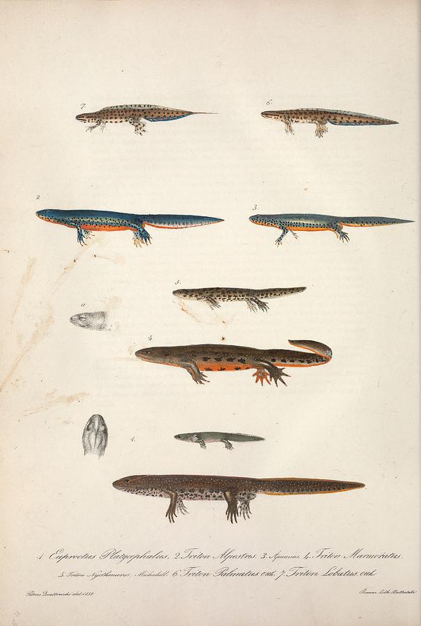 Beautiful Vintage Reptile Mixed Media by Beautiful Nature Prints - Pixels