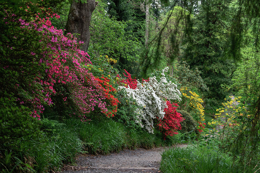 Beautiful Garden with blooming trees during spring time Photograph by ...
