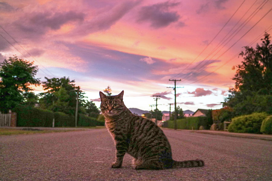 Cat in Sunset Photograph by Pla Gallery - Fine Art America