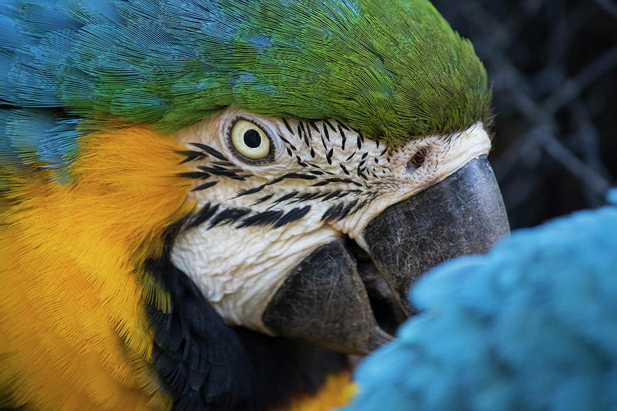 Fauna Brasileira Photograph by Luciano Vergueiro - Pixels