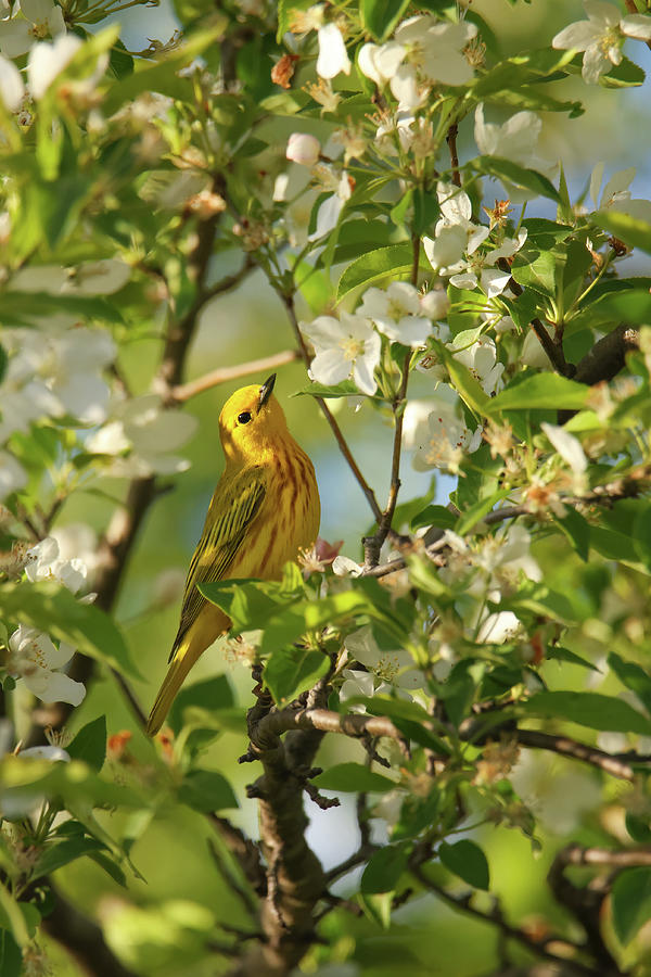 Yellow Warbler #8 Photograph by Brook Burling - Fine Art America