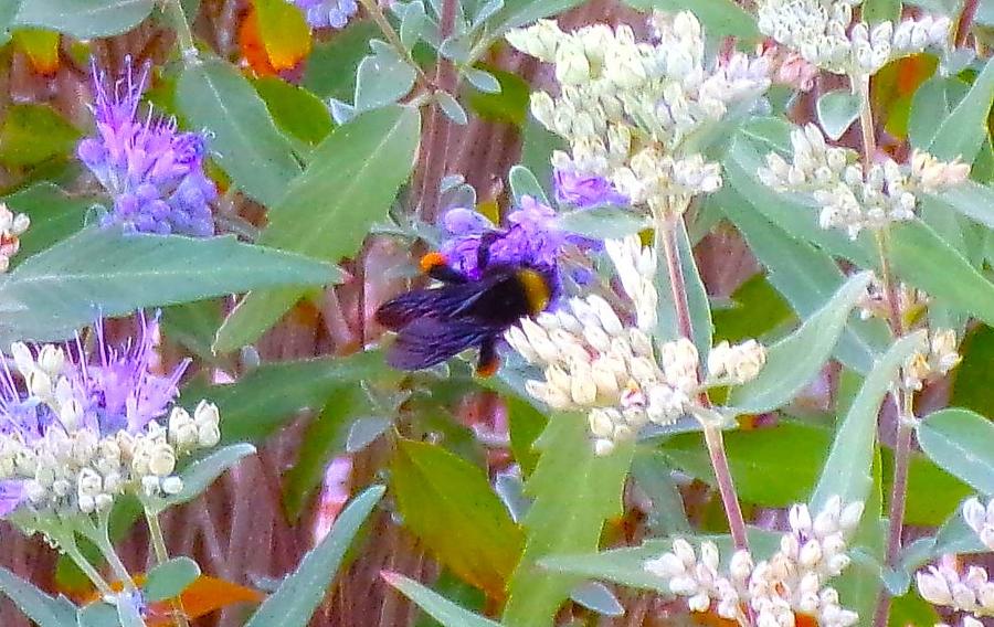 9-2-2022 Early Morning Action Pollen Carrying Bumble Bee Photograph by ...