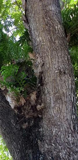 A Big Narra Tree that Survived All Typhoons Photograph by Araceli ...