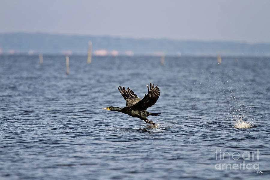 A Bumpy Take Off Photograph by Scott Pellegrin - Fine Art America
