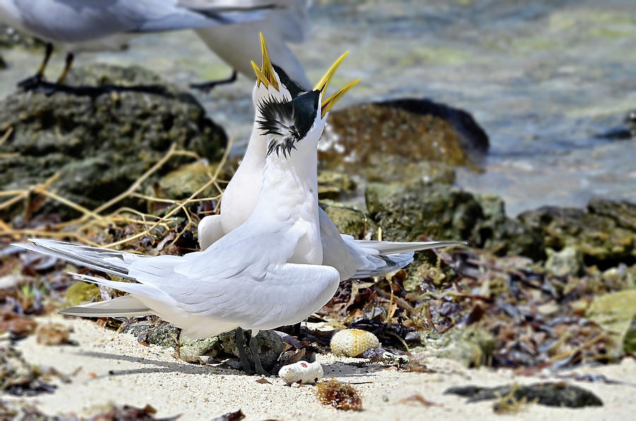 A Chorus Of Terns Photograph by Ed Stokes - Fine Art America