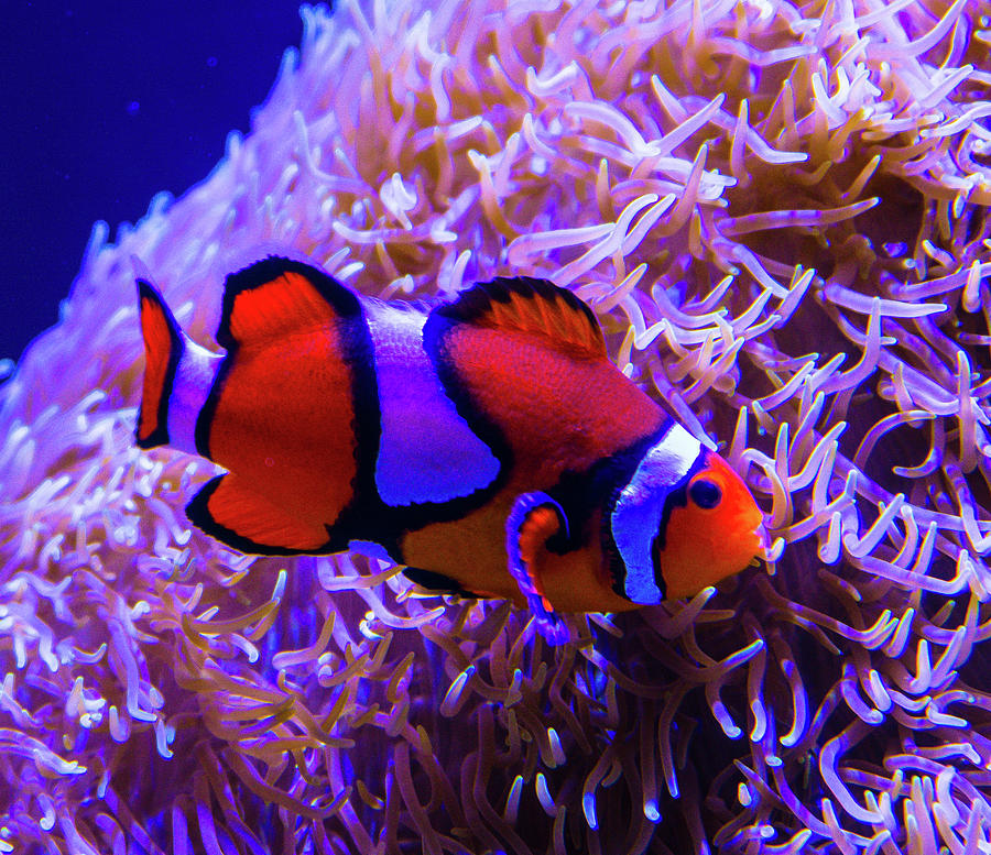 A Clown Fish Photograph by Peggy McCormick - Pixels A Clown Fish Photograph by Peggy McCormick - Pixels