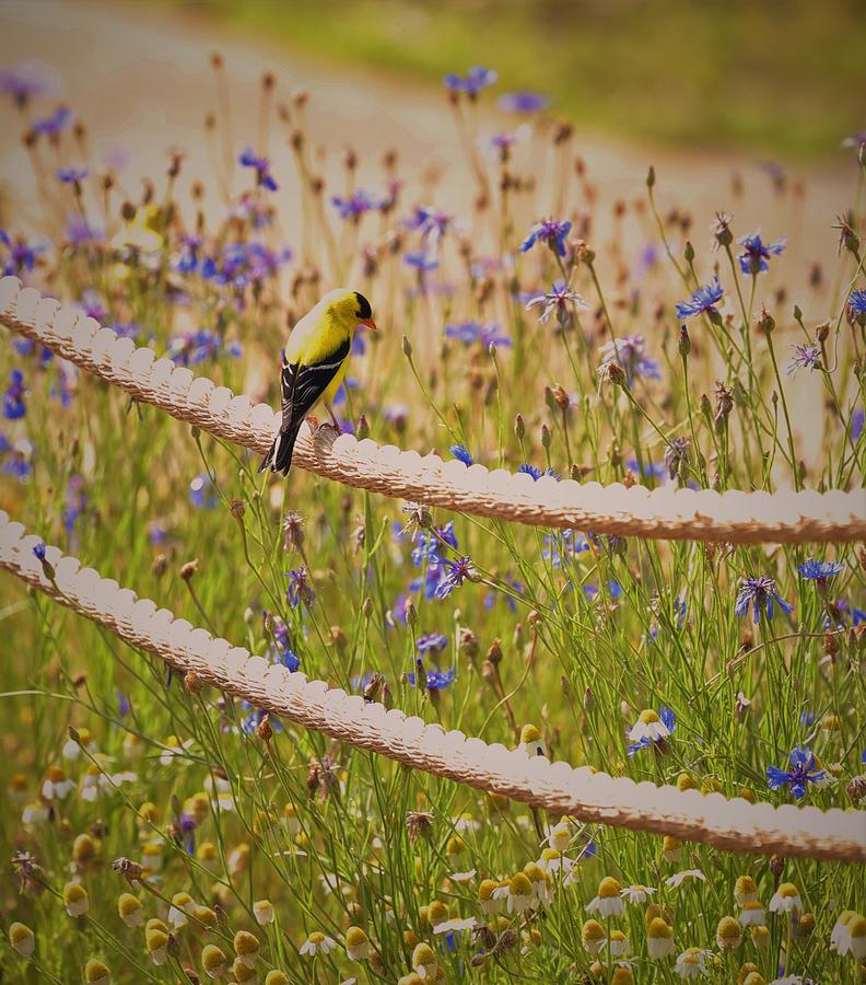 A digital photo 417 Photograph by Siyano Prach - Fine Art America