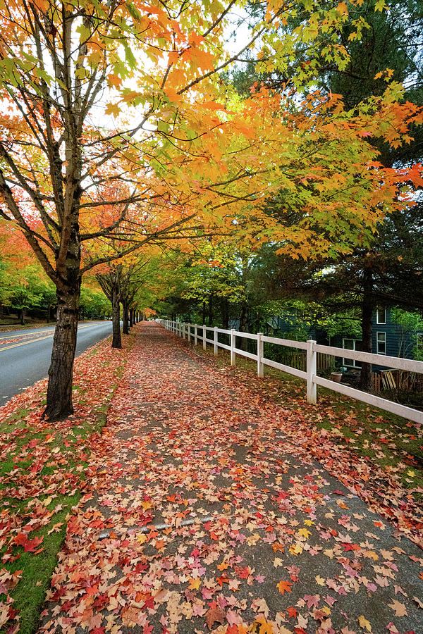 A Fall Walkway Photograph by Varma Penumetcha - Fine Art America