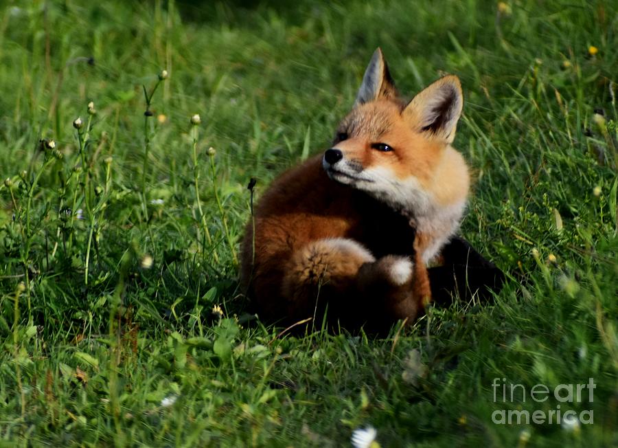 A fox in spring Photograph by Claude Laprise - Pixels