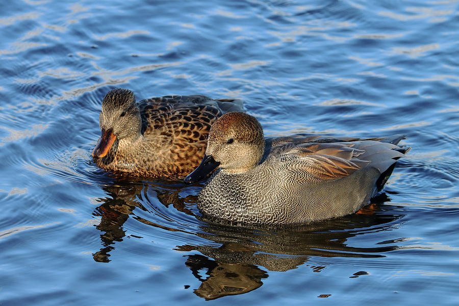 A Gadwall Pair Photograph By Joseph Siebert Pixels