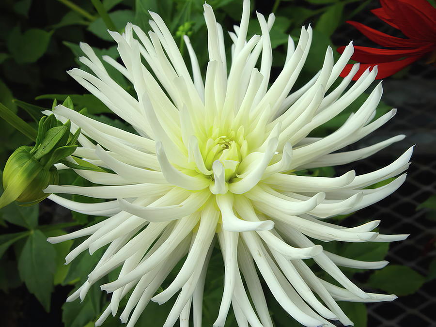 A Glorious Bloom Photograph by Robert Ebert - Fine Art America