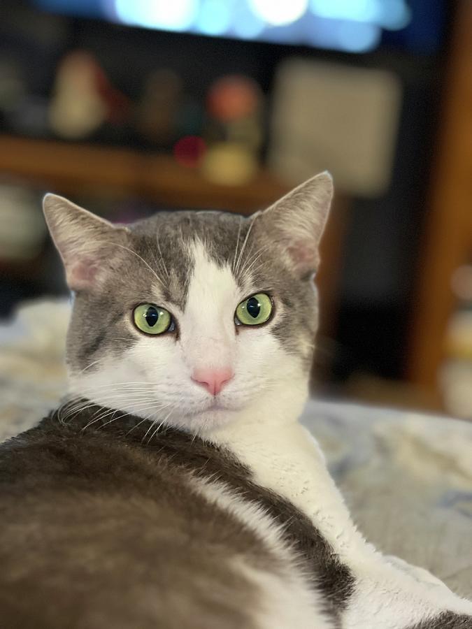 A grey and white full grown cat Photograph by Greg Hall - Fine Art America
