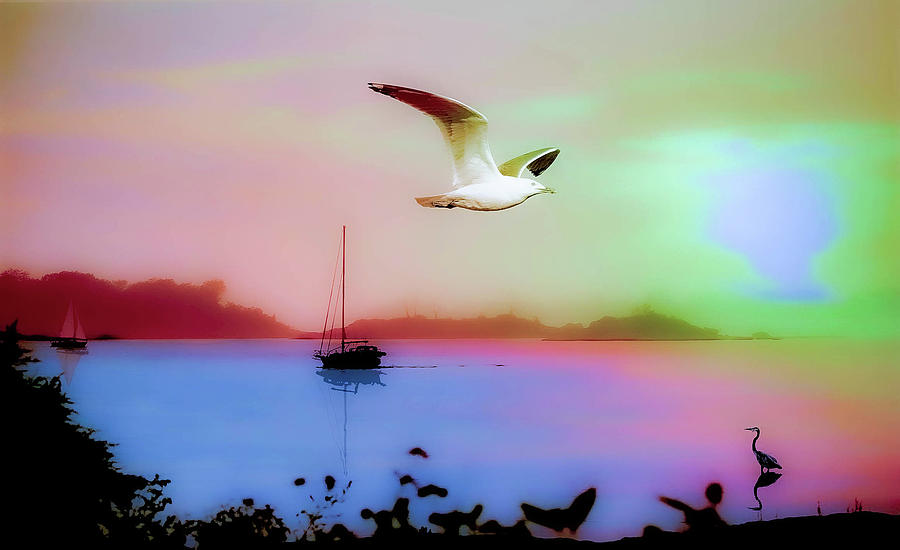 A Gull in Mystic Digital Art by Janet Argenta - Fine Art America