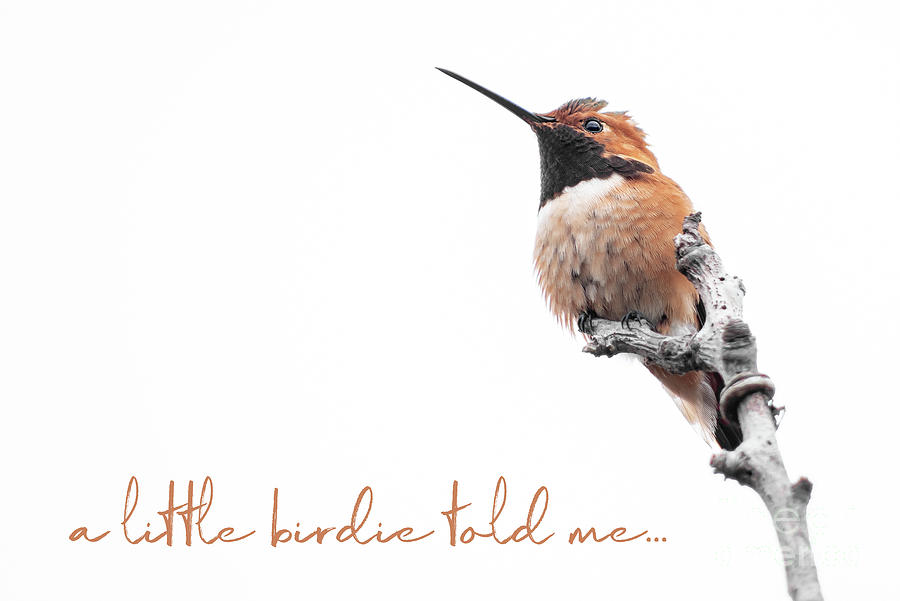 A Little Birdie Told Me... Photograph by Sarah Ainsworth - Pixels