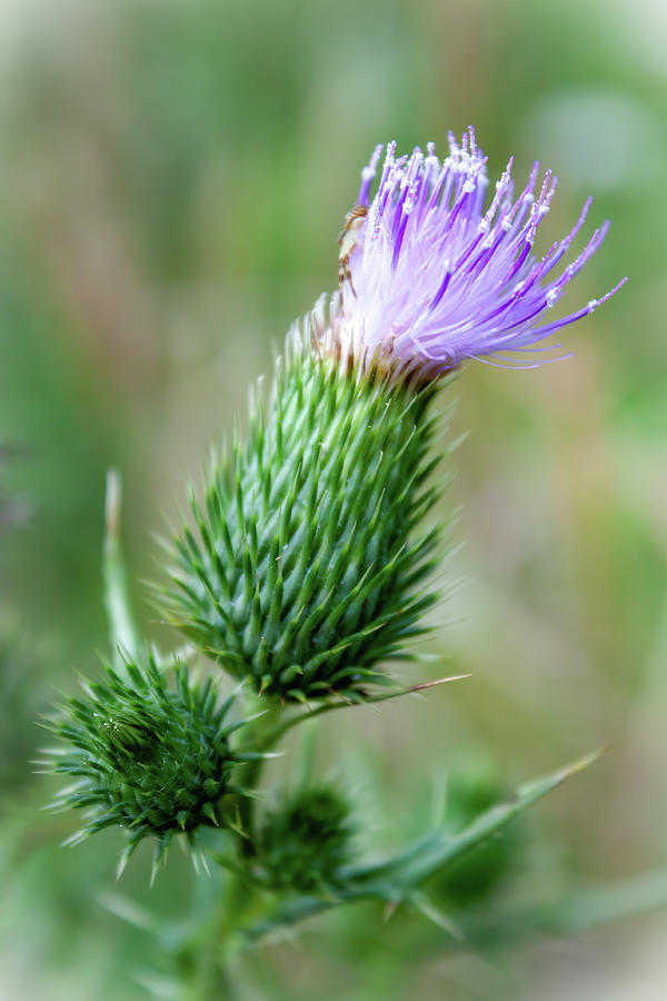 A Little Thistle Photograph by David Beard - Fine Art America