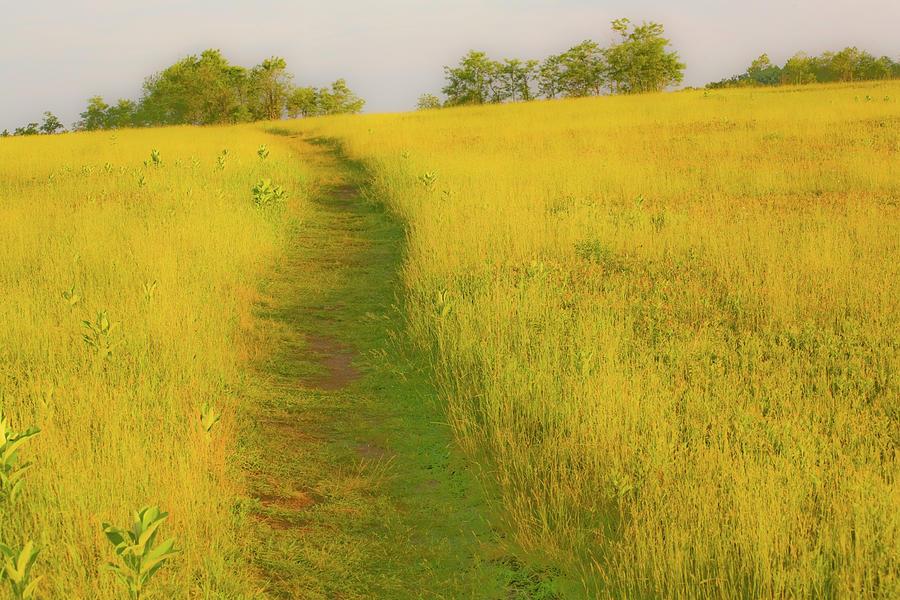 A path in the grass Photograph by Quanmei Deng - Pixels