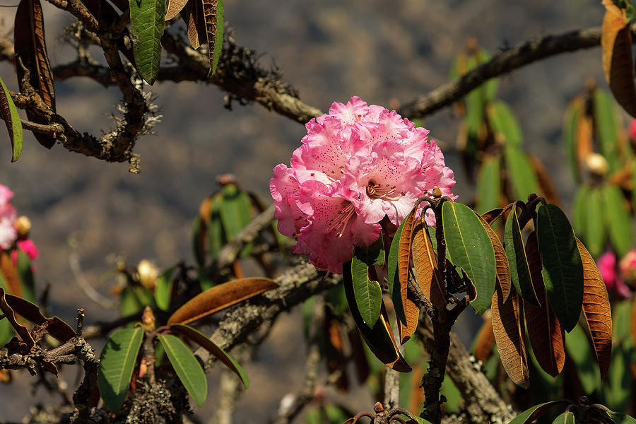 A pink Rhododendron flower photographed in the Langtang Valley ...
