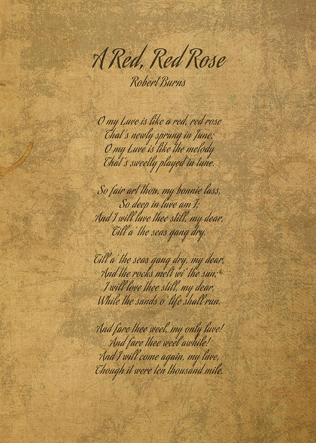A Red Red Rose by Robert Burns Classic Poem on Worn Parchment Script ...