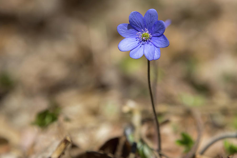 A single common hepatica flower Photograph by Radek Kucharski - Fine ...