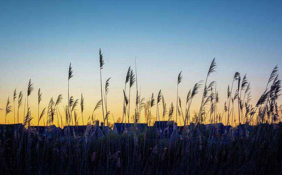 A Tall Grass Silhouette At Sunset Photograph By Aleksander Gorkowienko Fine Art America