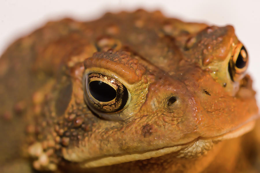A toad up close Photograph by Tim Lewis | Fine Art America