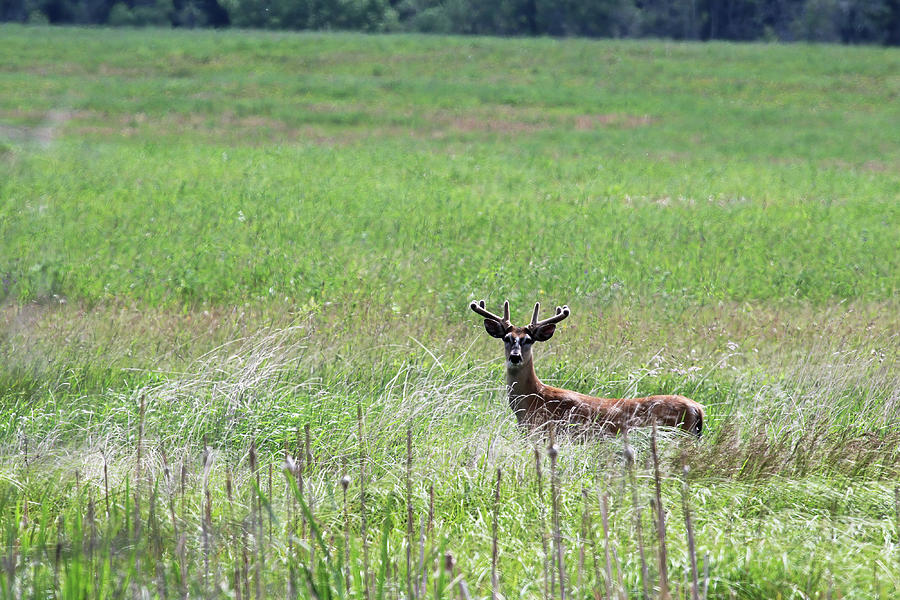A young buck with velvet antlers stands in a field Photograph by Amelia ...