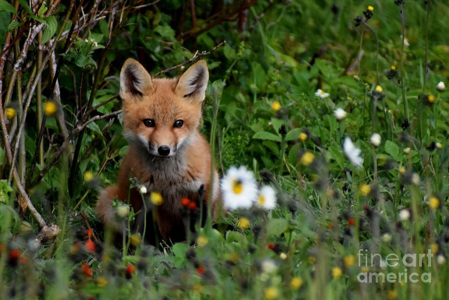 A young fox in spring Photograph by Claude Laprise - Pixels