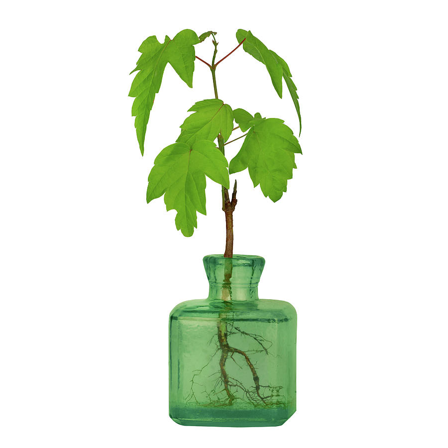 A young tree with green leaves in a glass dish. Pyrography by Adam ...