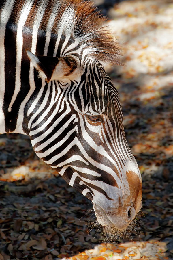 A Zebra Profile Photograph by Daniel Caracappa - Fine Art America