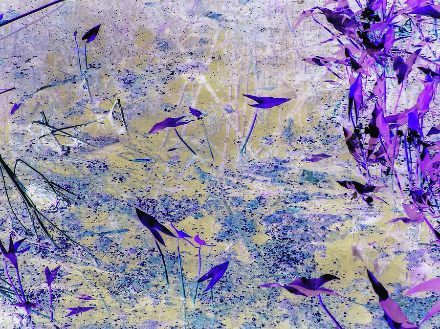 Abstract Creation Photograph by Chad Vidas - Fine Art America