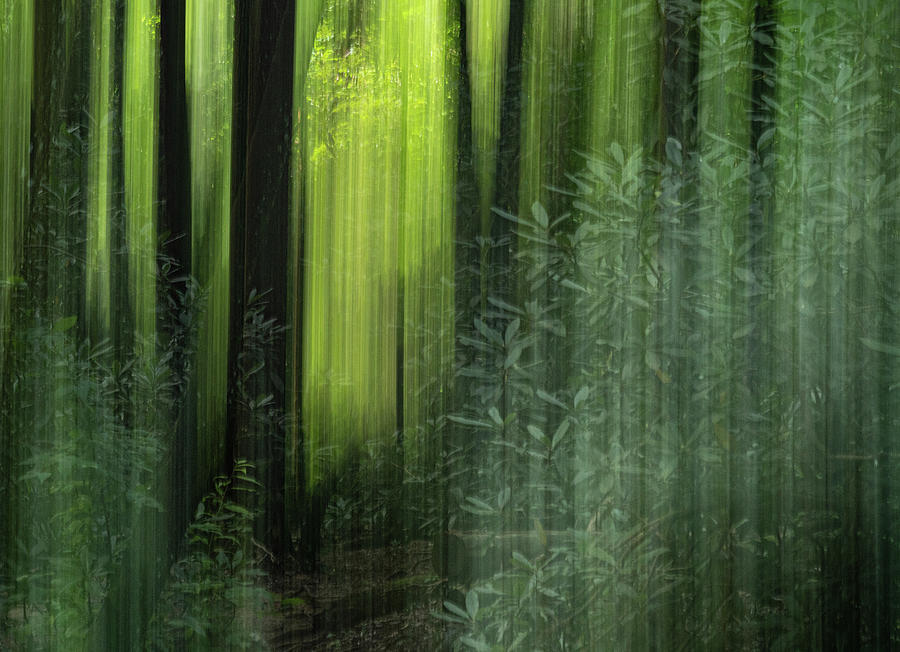 Abstract Forest Photograph by Richard Olson | Fine Art America