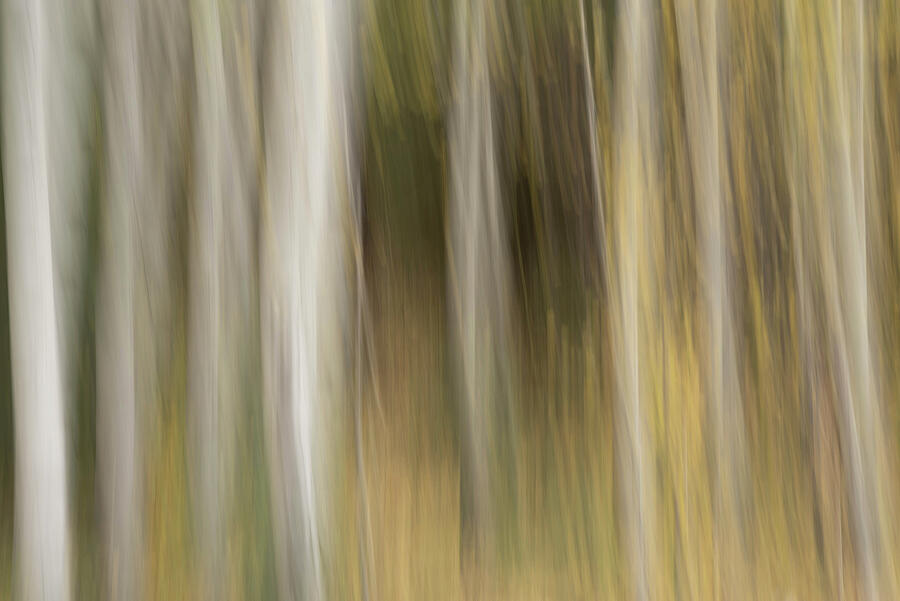 Abstract image of birch trees in the Fall using intentional camera ...