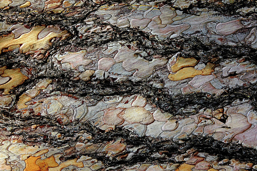 Tree trunk pattern, abstract nature Photograph by Carolina Reina - Fine ...