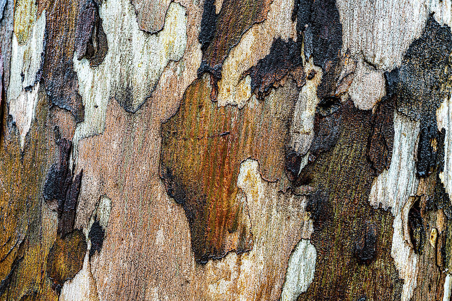 Abstract Tree Bark Photograph by Stephen Mayeux - Fine Art America