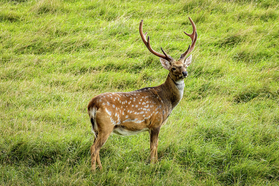 Adult sika deer on the alert Photograph by Wladyslaw Wojciechowski - Pixels