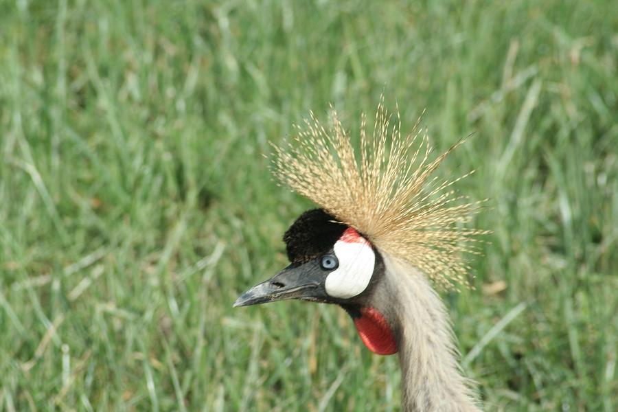 African bird Photograph by Roger Gee - Fine Art America