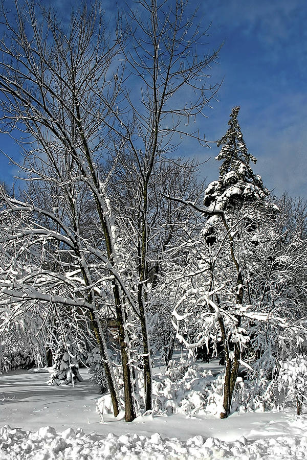 After A Snow Blizzard. Photograph by Vladimir Rayzman - Fine Art America