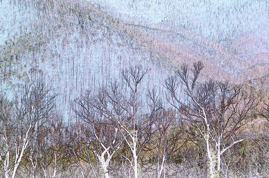 After the Fires Photograph by Bette Devine - Fine Art America