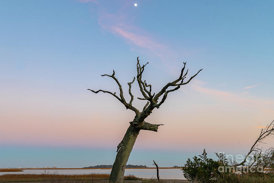 Aged Tree Photograph by Matthew Trudeau - Pixels