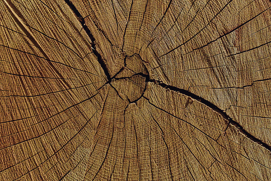 Aged Tree Ring Pattern Photograph by HelenaP Art - Pixels