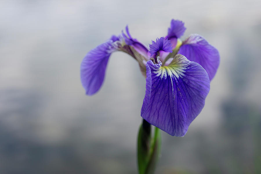 Alaska Iris Photograph by Robert Braley - Fine Art America