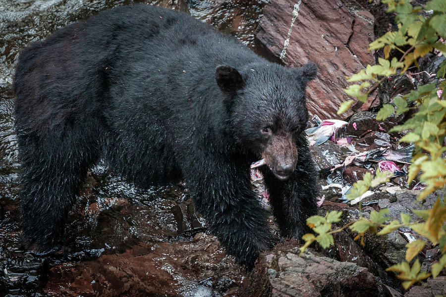 Alaskan Black Bear with a Samon Photograph by Al Ungar - Pixels