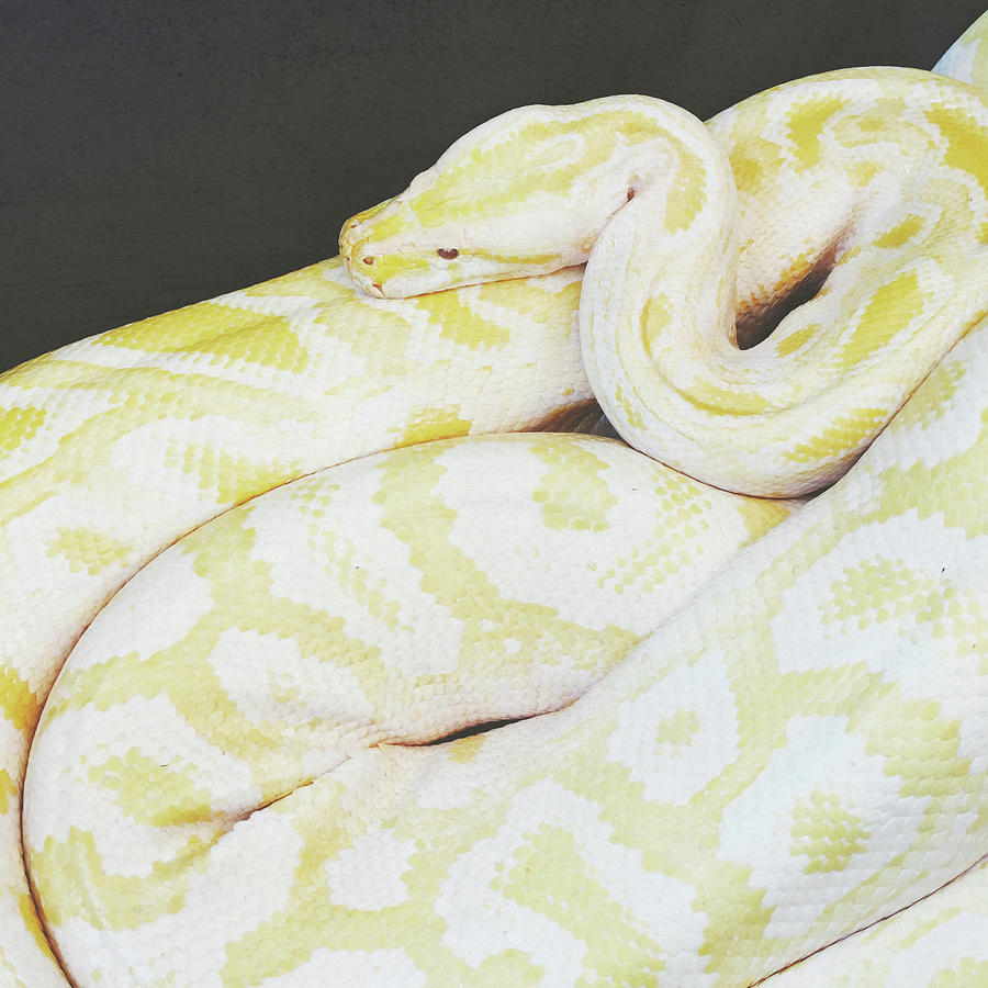 Albino Python Photograph by Cassia Beck - Fine Art America