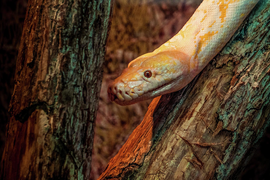 Albino Python's head Photograph by Angel Briceno - Fine Art America
