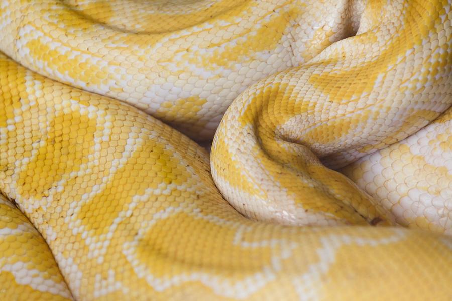 Albino Royal Python Painting by Les Classics - Fine Art America